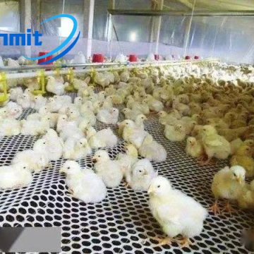Knowledge of large-scale chicken farming